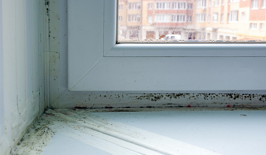 Muffa in casa: cosa fare per prevenirla ed eliminarla